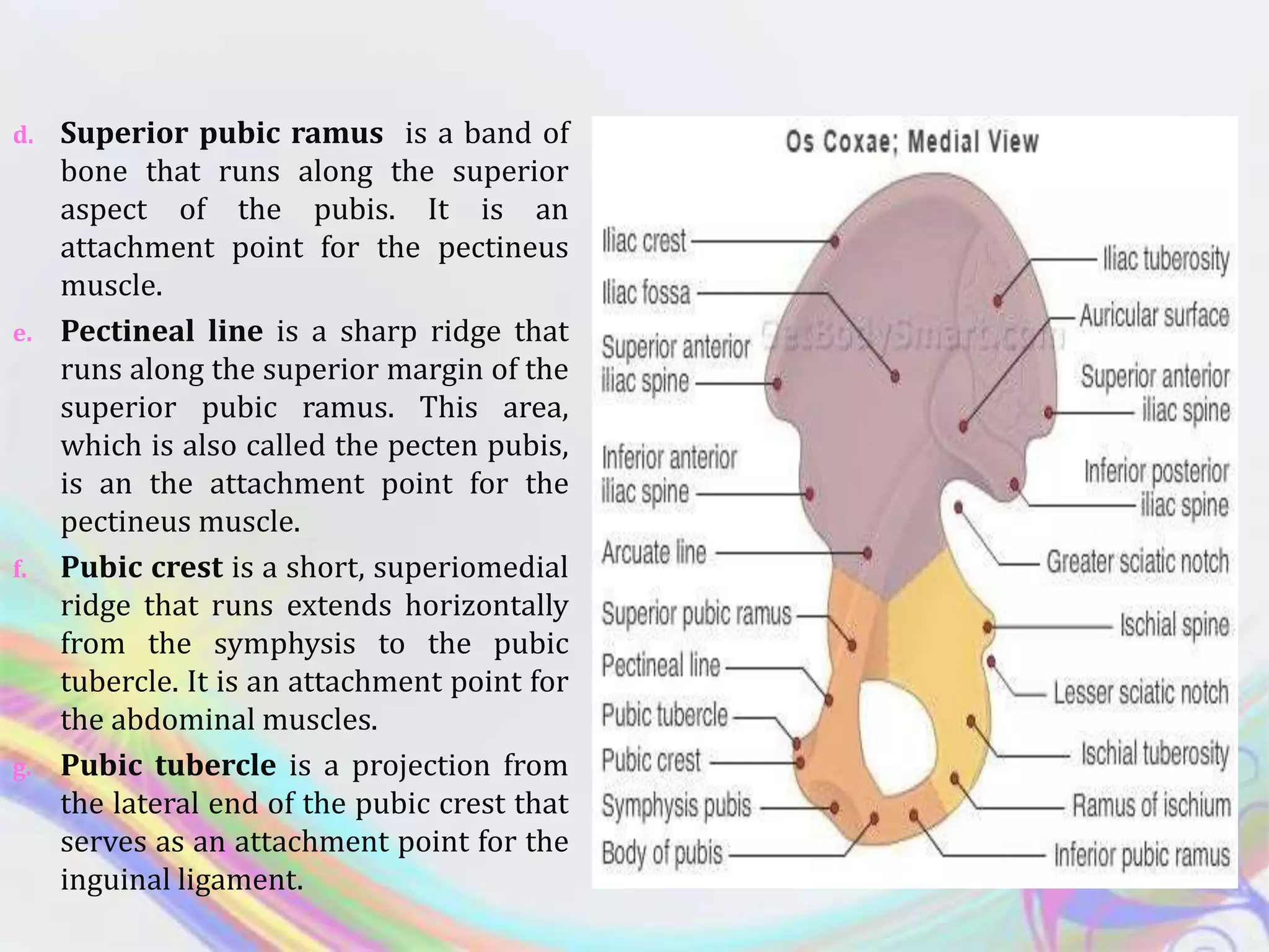 Lower limb bones | PPSX