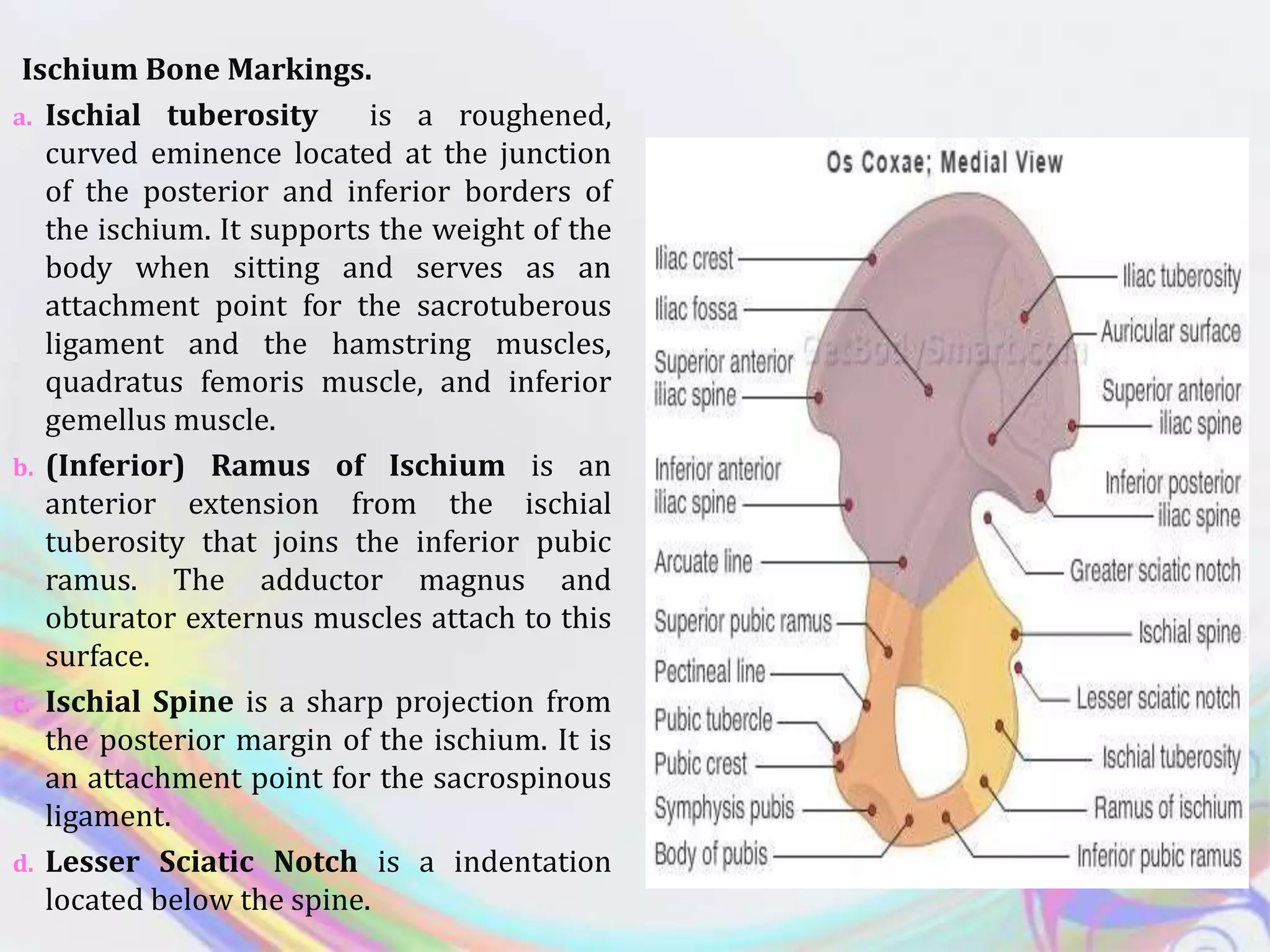 Lower limb bones | PPSX