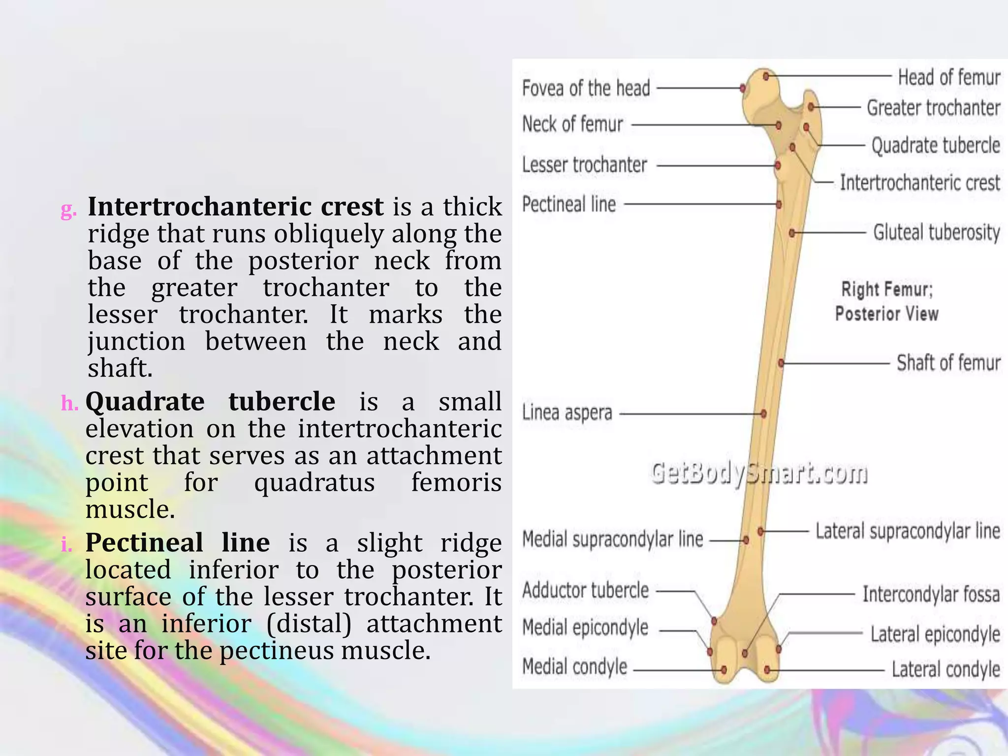 Lower limb bones | PPSX