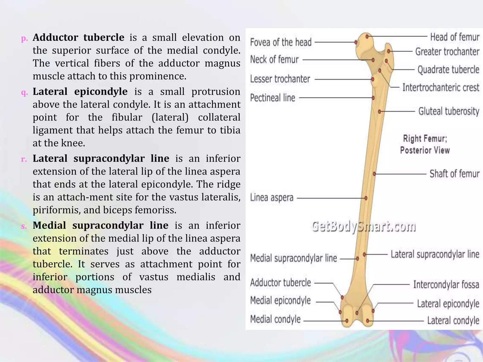 Lower limb bones | PPSX