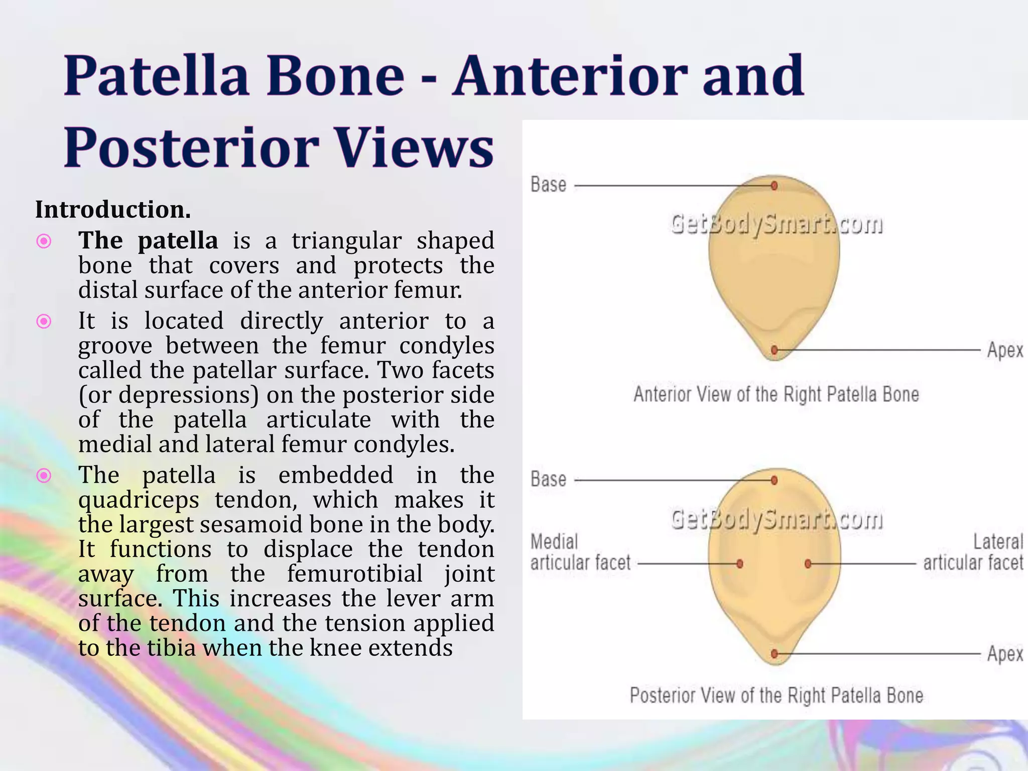 Lower limb bones | PPSX
