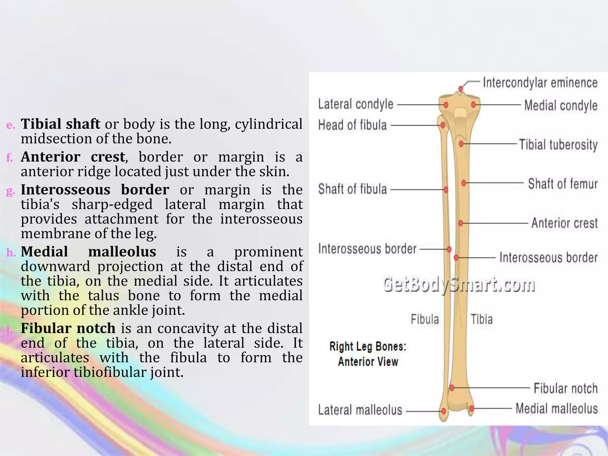 Lower limb bones | PPSX
