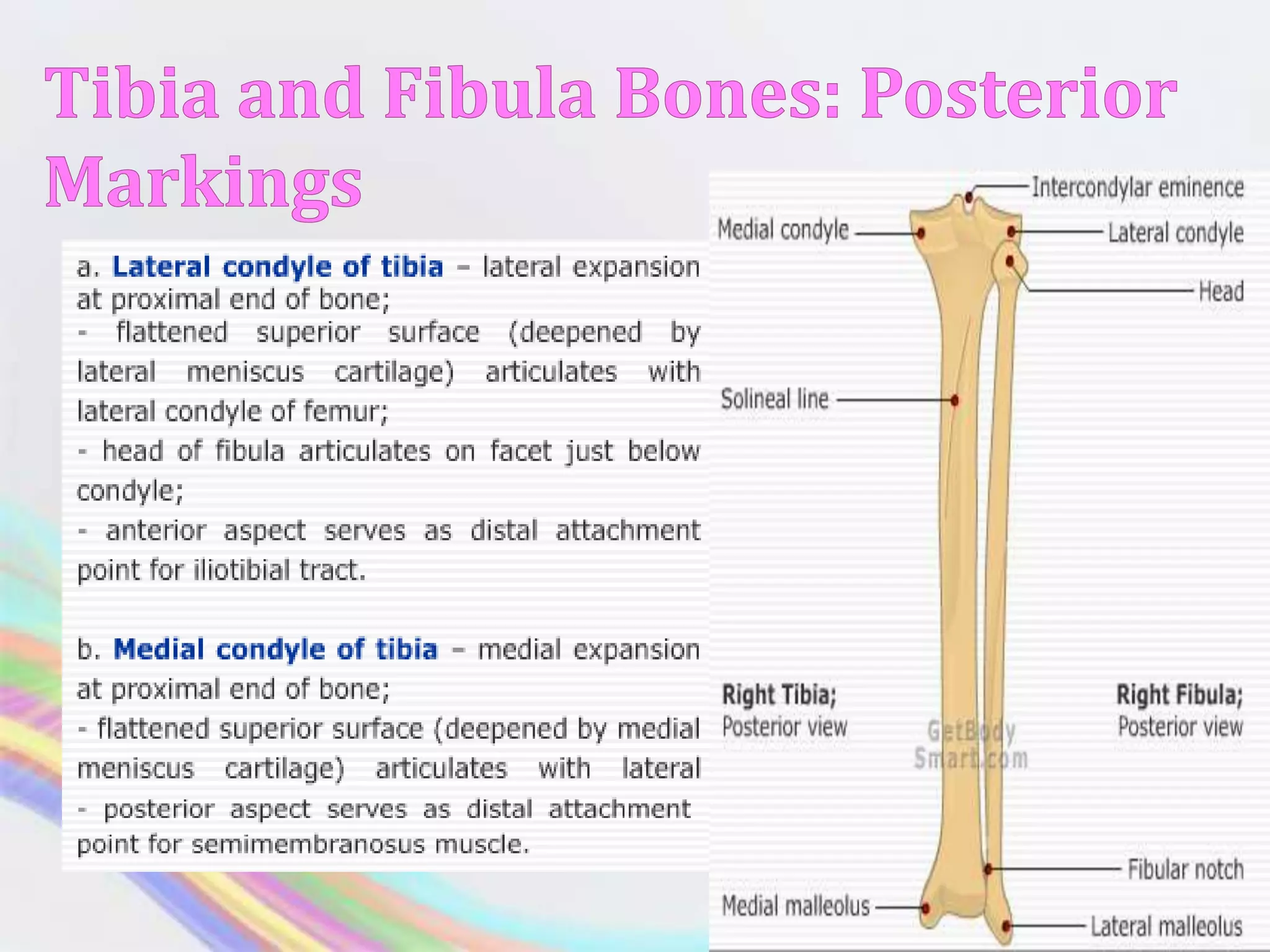 Lower limb bones | PPSX | Death, Injury, or Military Conflict ...