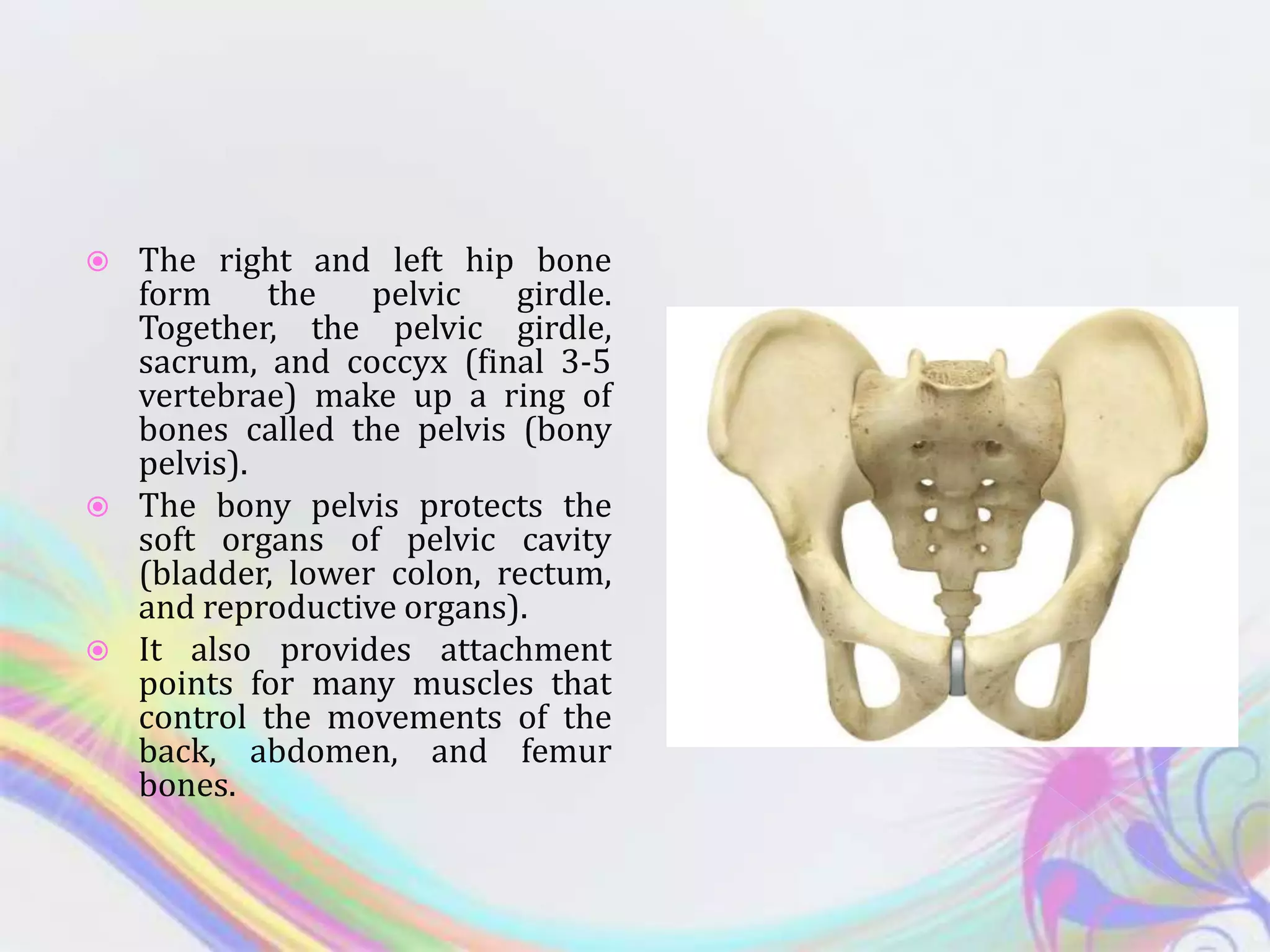 Lower limb bones | PPSX