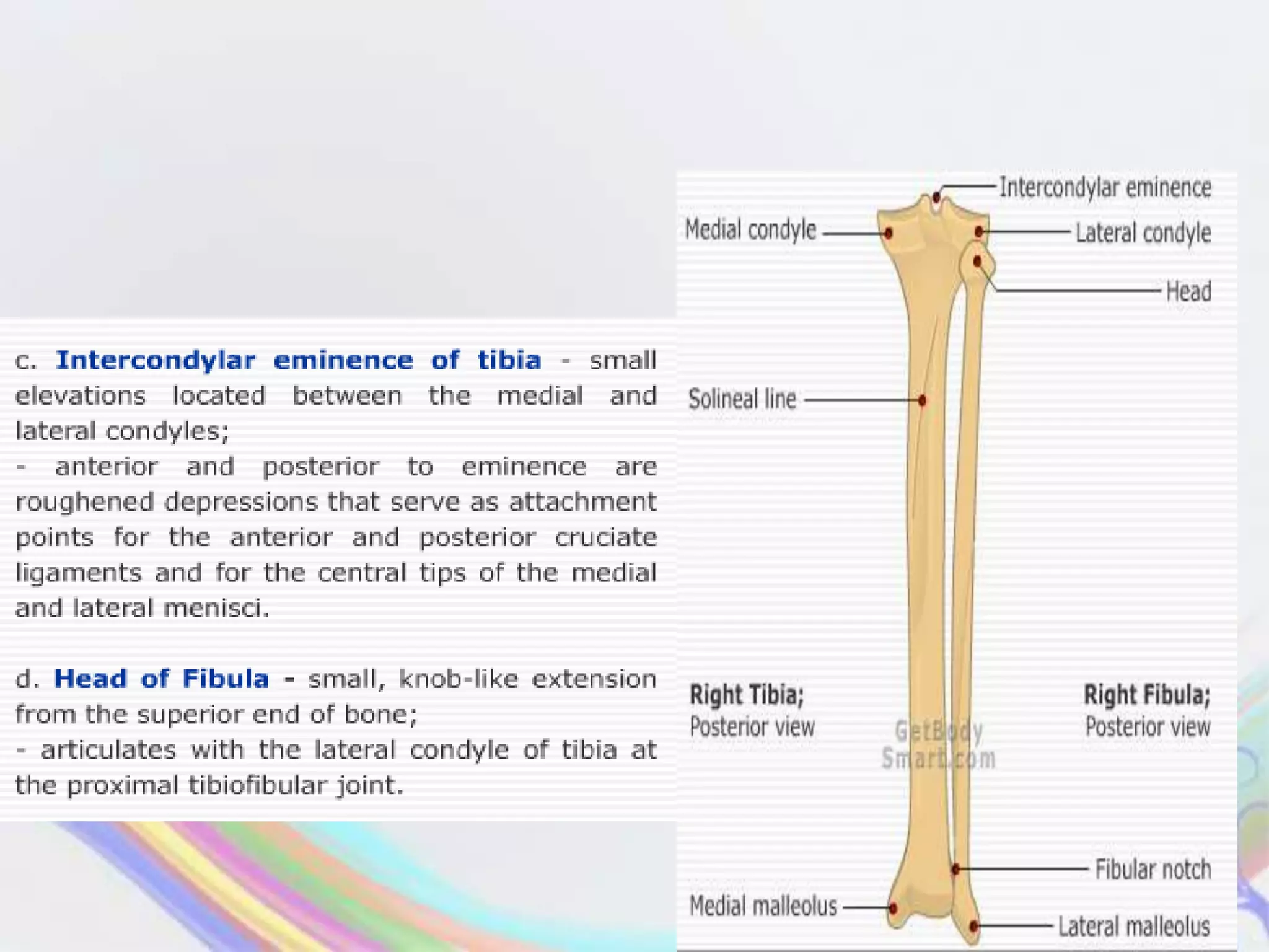 Lower limb bones | PPSX | Death, Injury, or Military Conflict ...