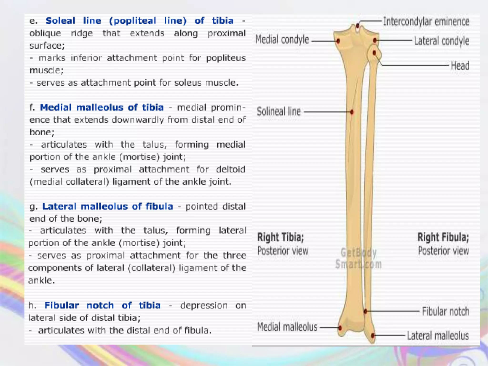 Lower limb bones | PPSX | Death, Injury, or Military Conflict ...