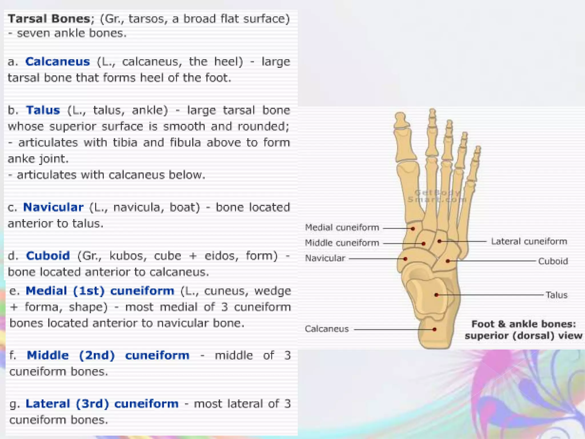 Lower limb bones | PPSX