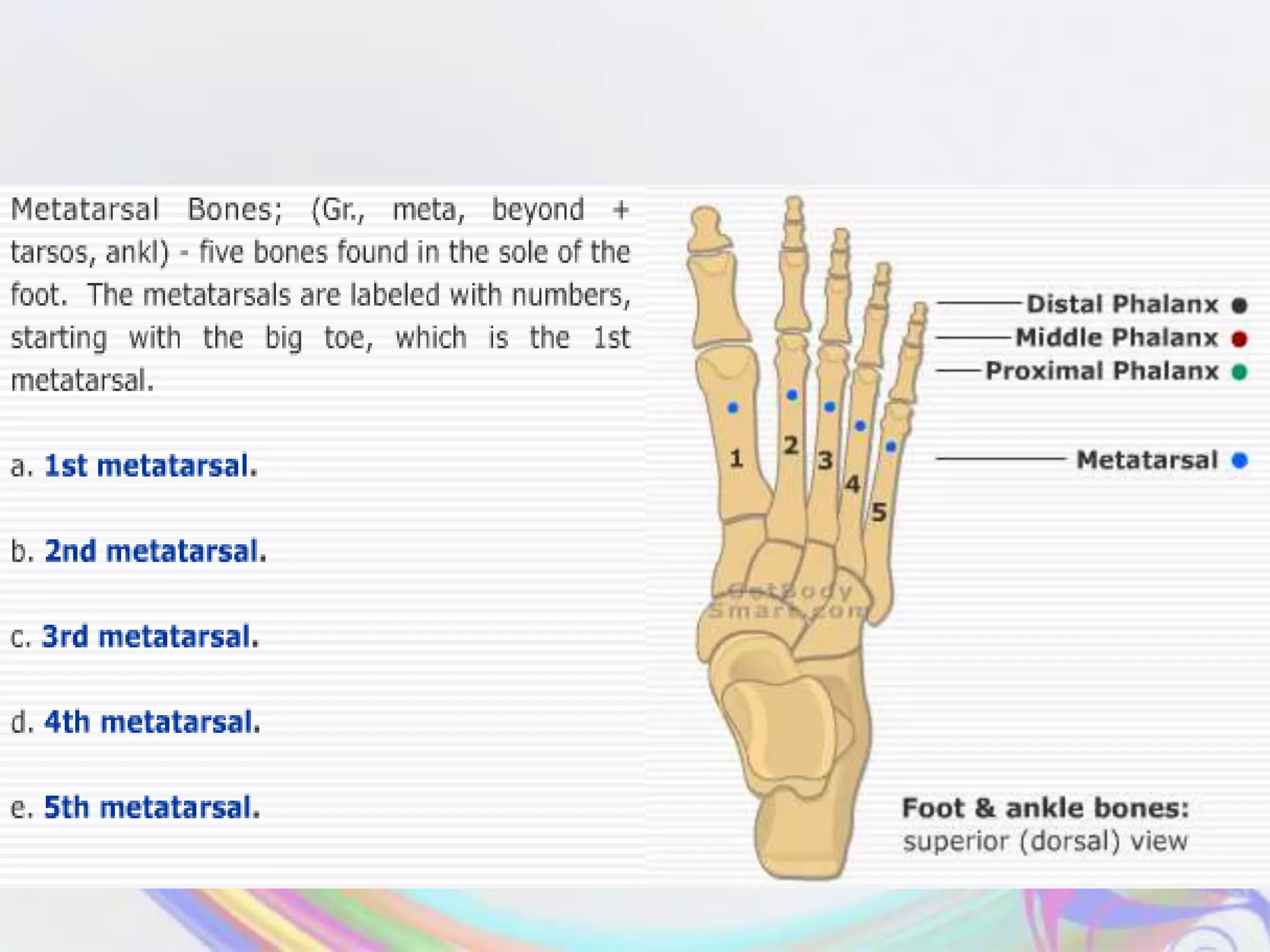 Lower limb bones | PPSX