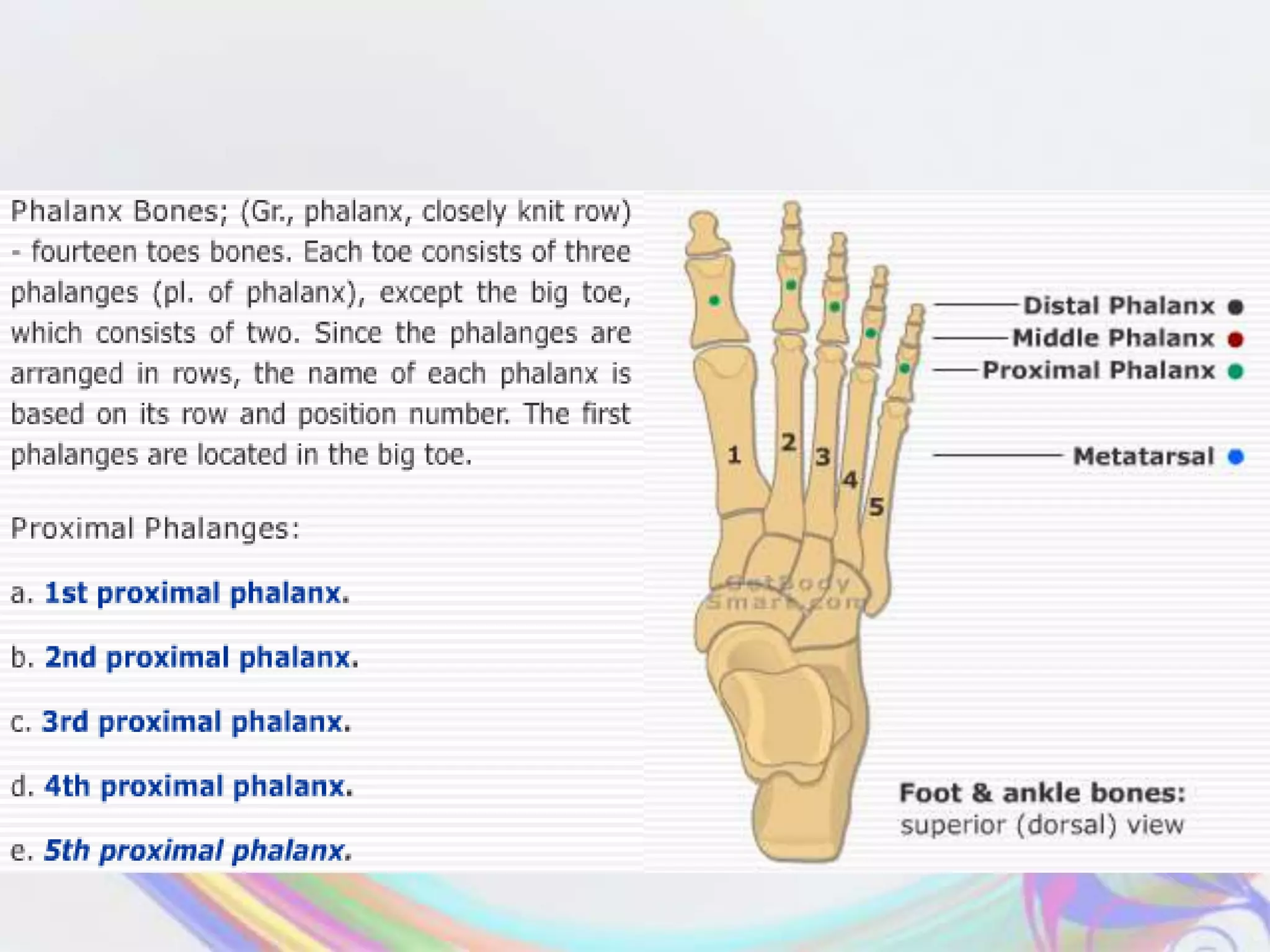 Lower limb bones | PPSX
