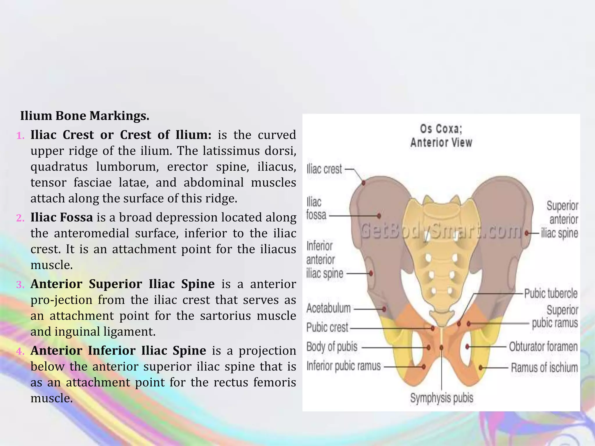 Lower limb bones | PPSX
