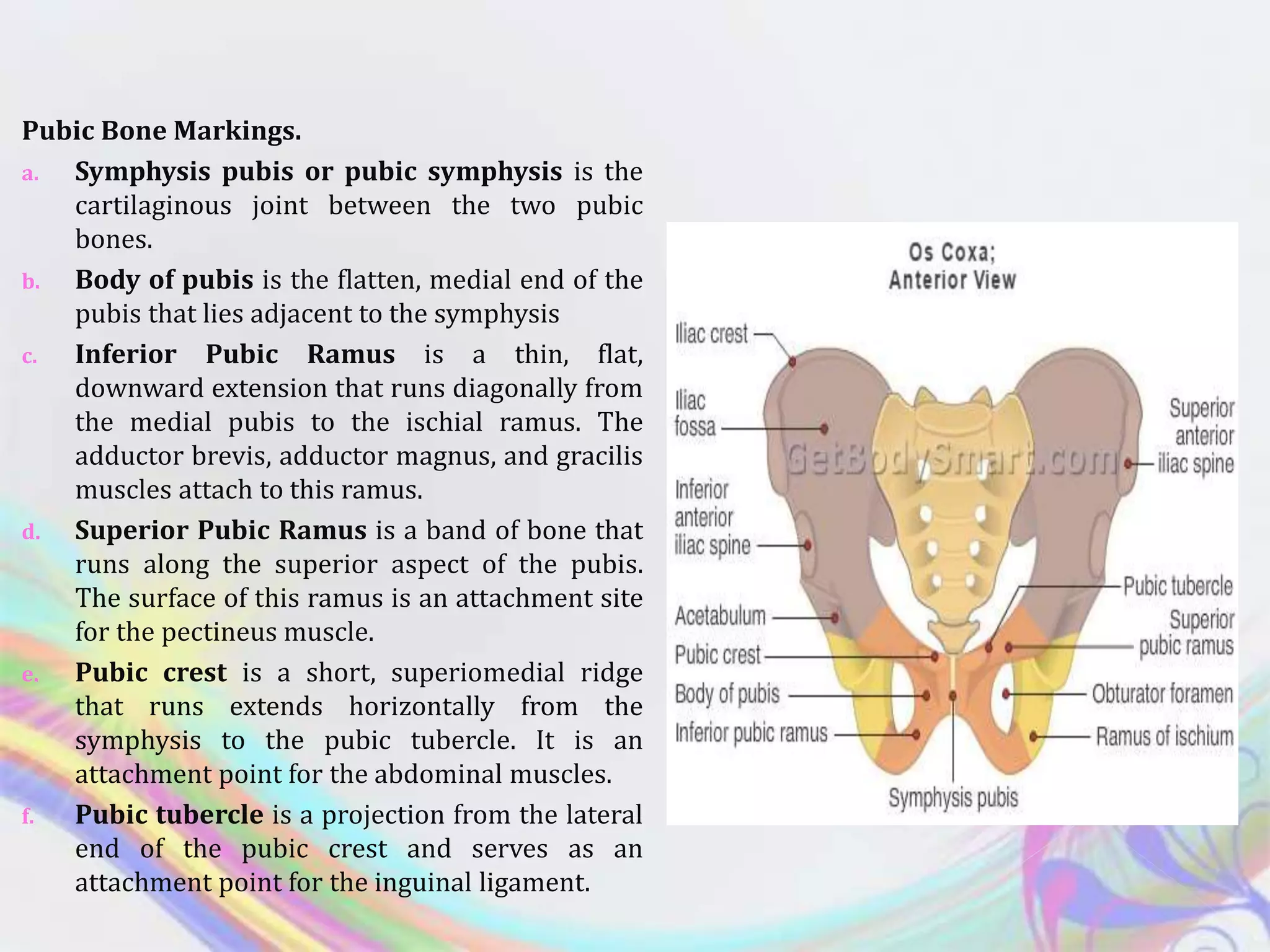Lower limb bones | PPSX