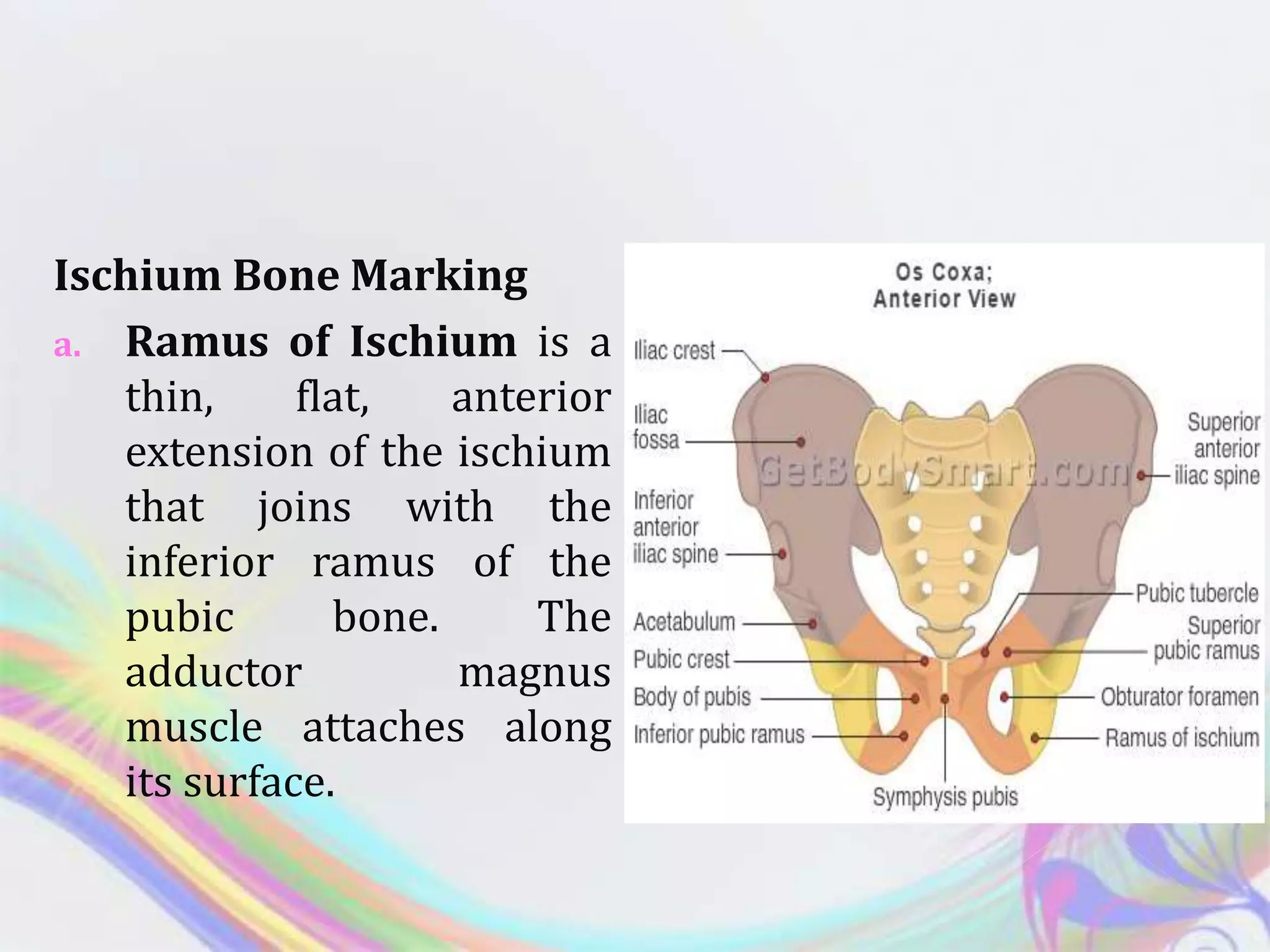 Lower limb bones | PPSX