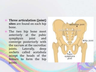 Lower limb bones | PPSX