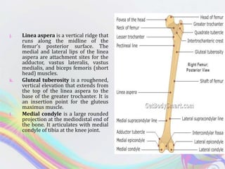 Lower limb bones | PPSX