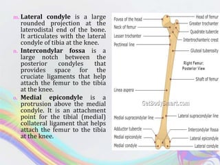 Lower limb bones | PPSX