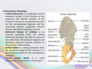 Bone Markings Tuberosity