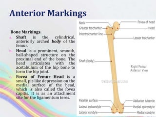 Head Bone Marking