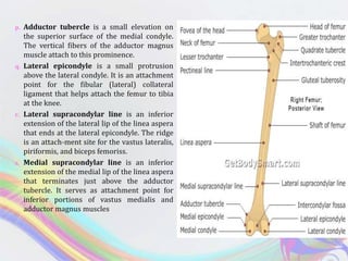 Adductor Tubercle