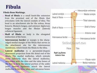 Bone Markings Tuberosity