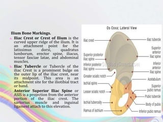 Bone Markings Tuberosity
