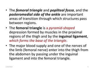 Lower limb complete | PPTX