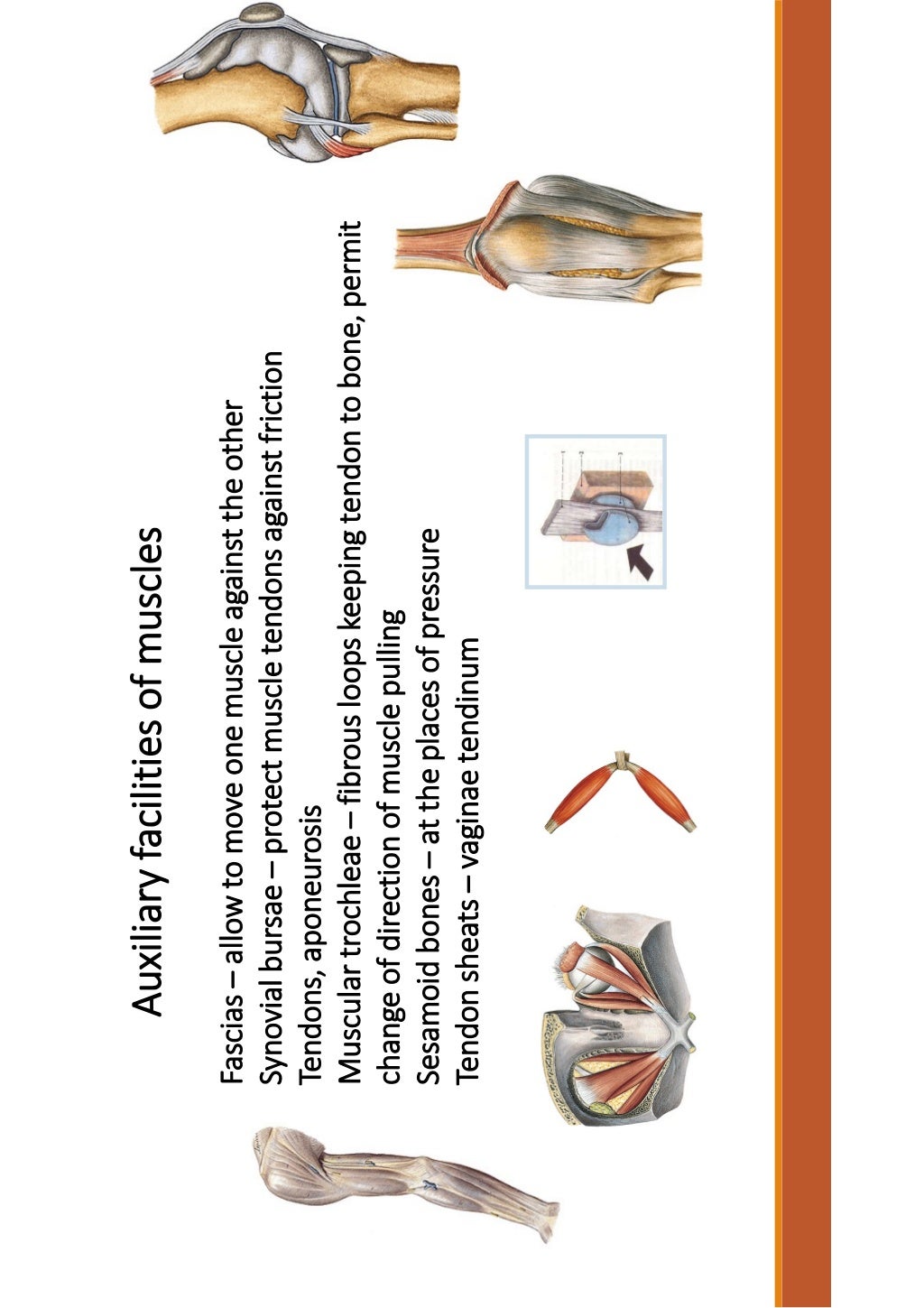 Lower limb connections.