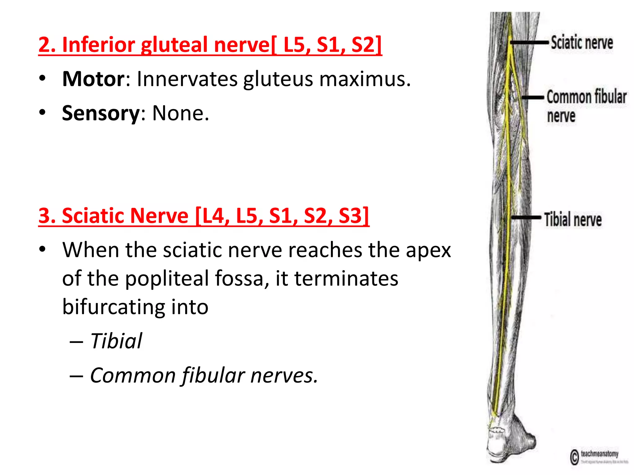 LOWER LIMB EXAMINATION.pptx
