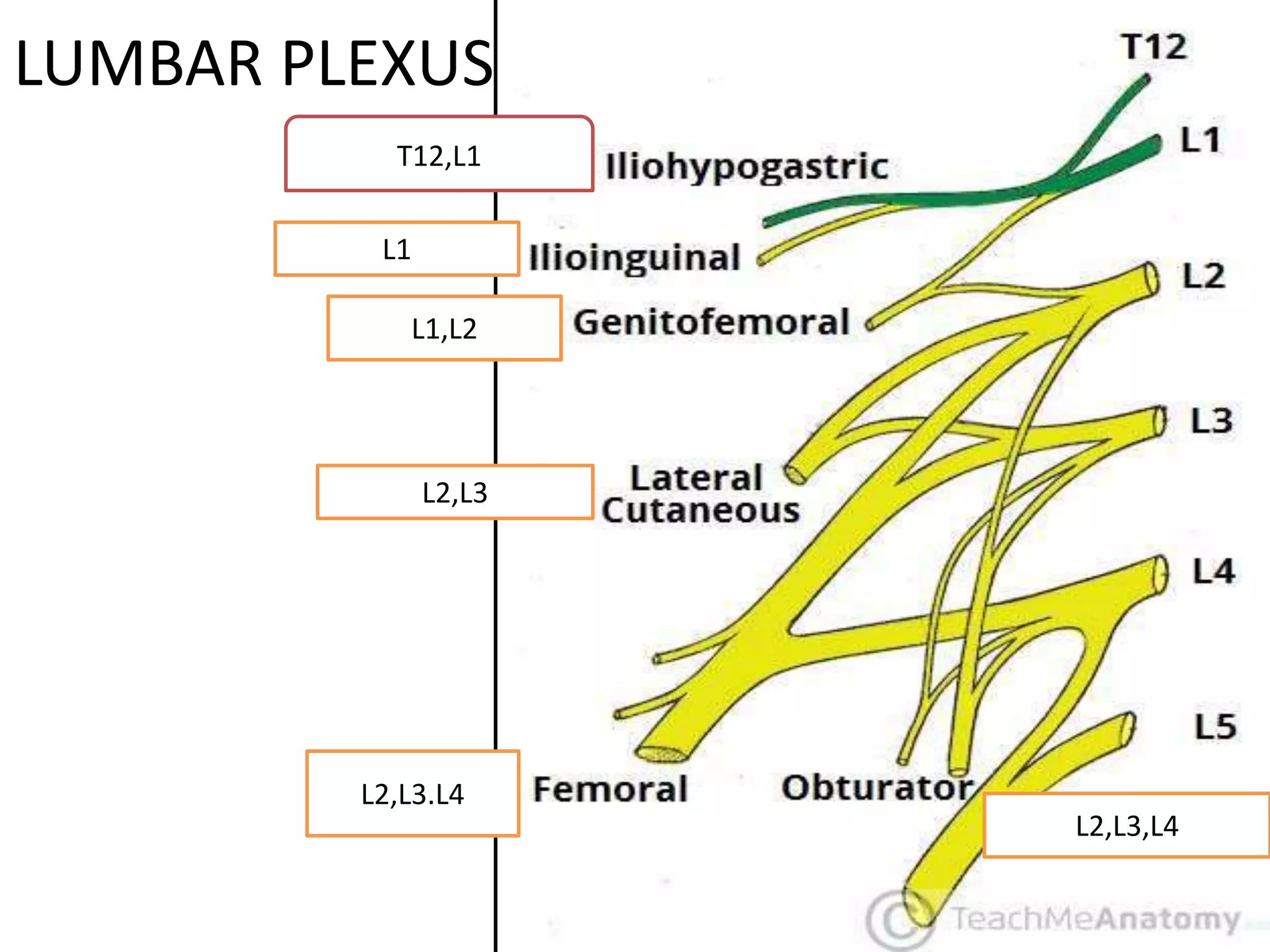 LOWER LIMB EXAMINATION.pptx