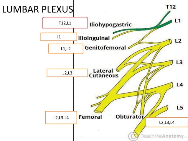 LOWER LIMB EXAMINATION.pptx