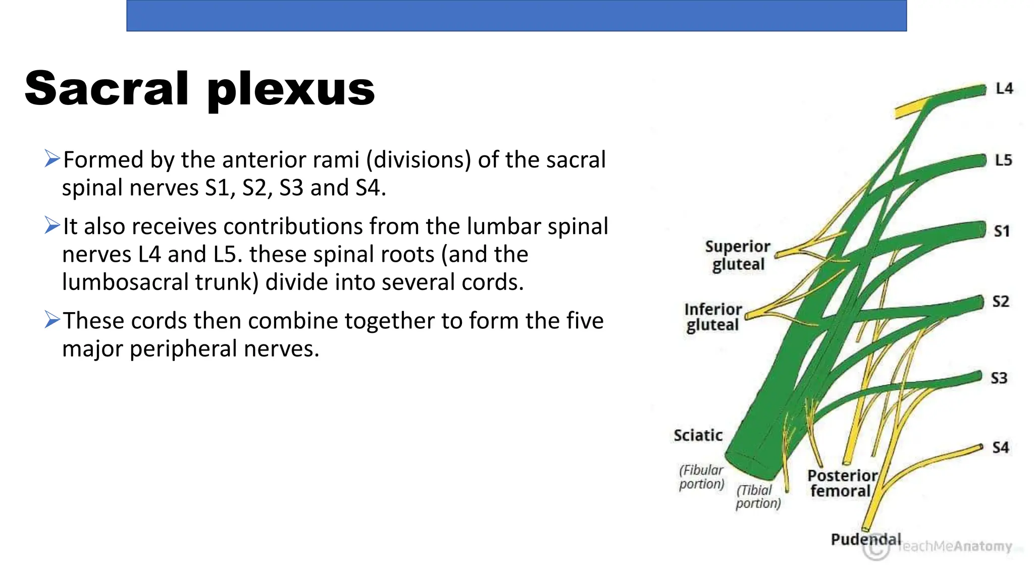 LOWER LIMB EXAMINATION.pptxThe neurologic examination is typically ...