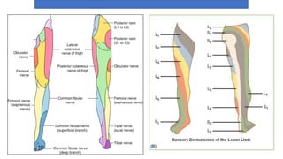 LOWER LIMB EXAMINATION.pptxThe neurologic examination is typically ...