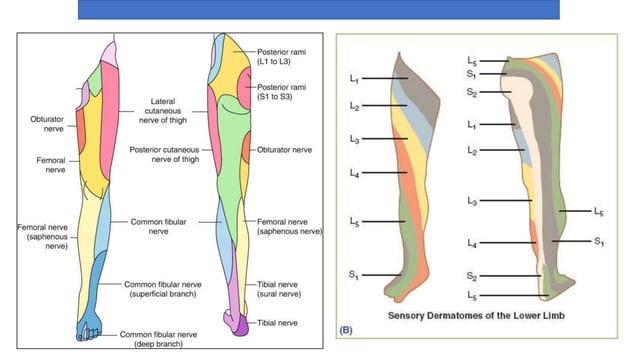 LOWER LIMB EXAMINATION.pptxThe neurologic examination is typically ...