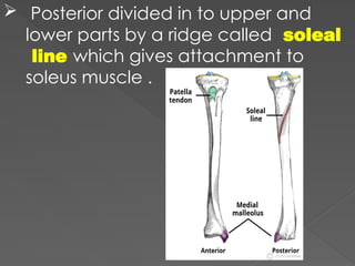 anatomy of the LOWER LIMB bones FINAL.pptx