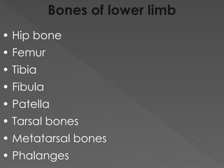 anatomy of the LOWER LIMB bones FINAL.pptx