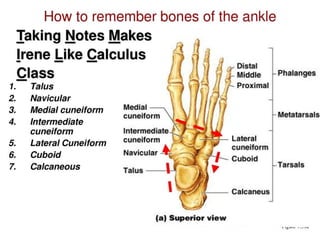anatomy of the LOWER LIMB bones FINAL.pptx