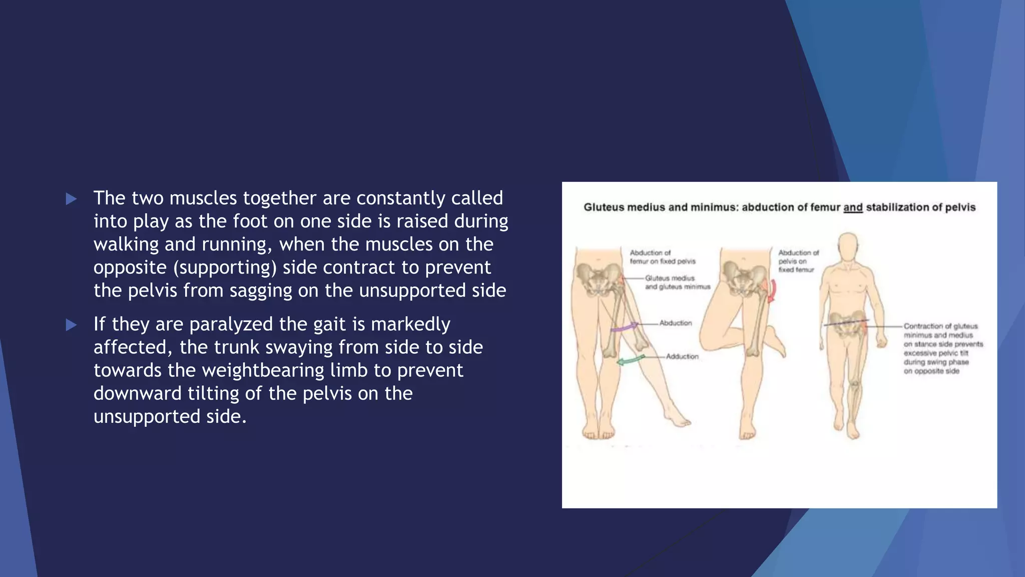 LOWER LIMB GLUTEAL REGION.pptx