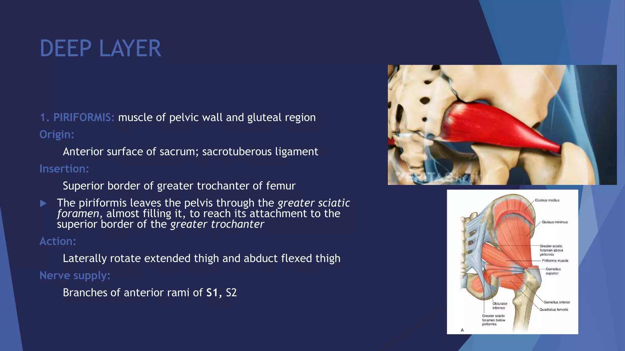 LOWER LIMB GLUTEAL REGION.pptx
