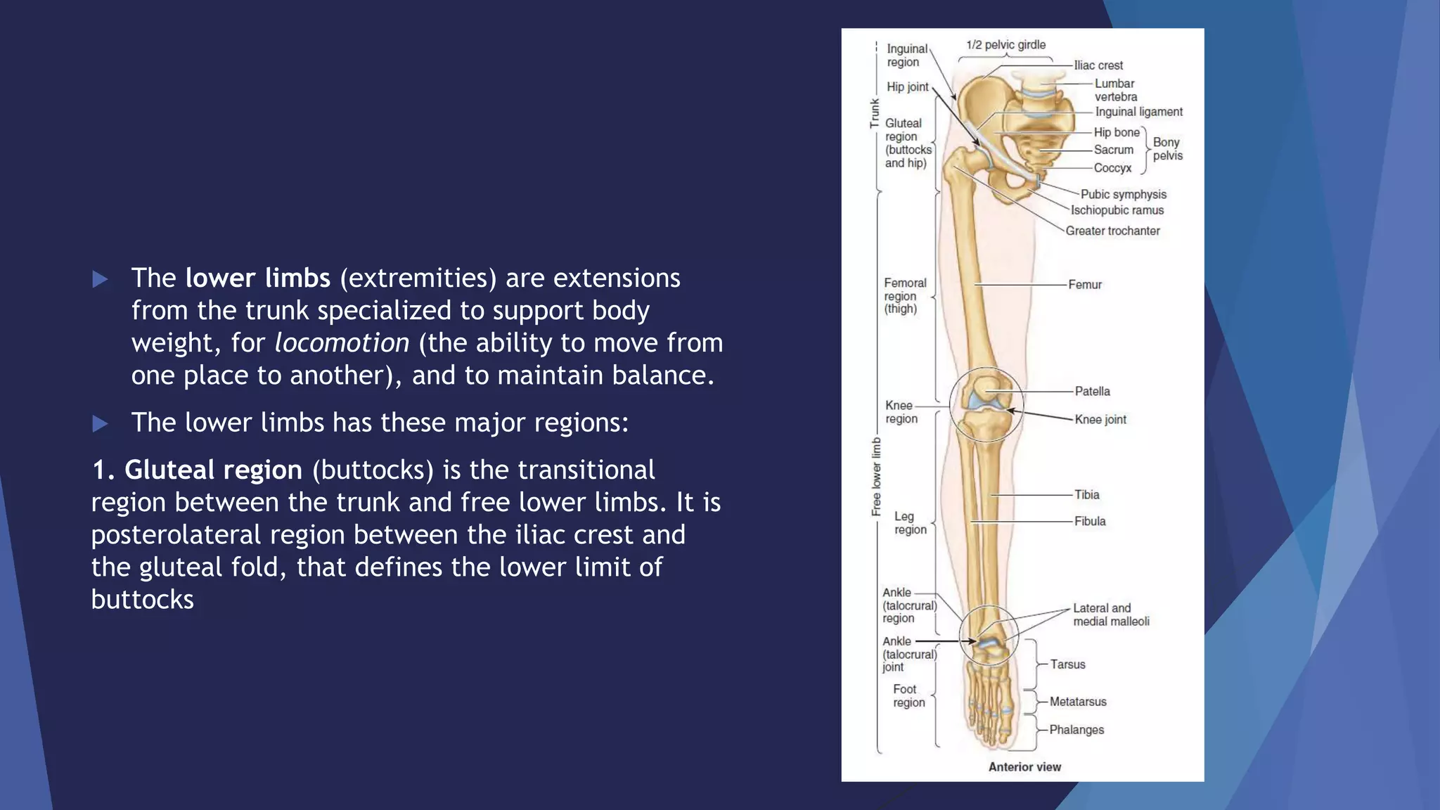 LOWER LIMB GLUTEAL REGION.pptx