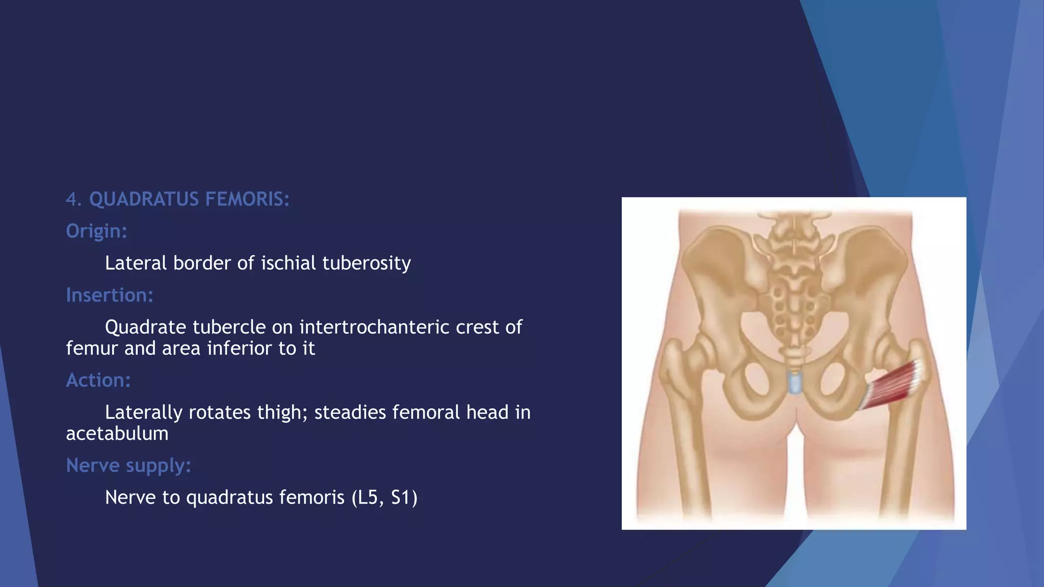 LOWER LIMB GLUTEAL REGION.pptx