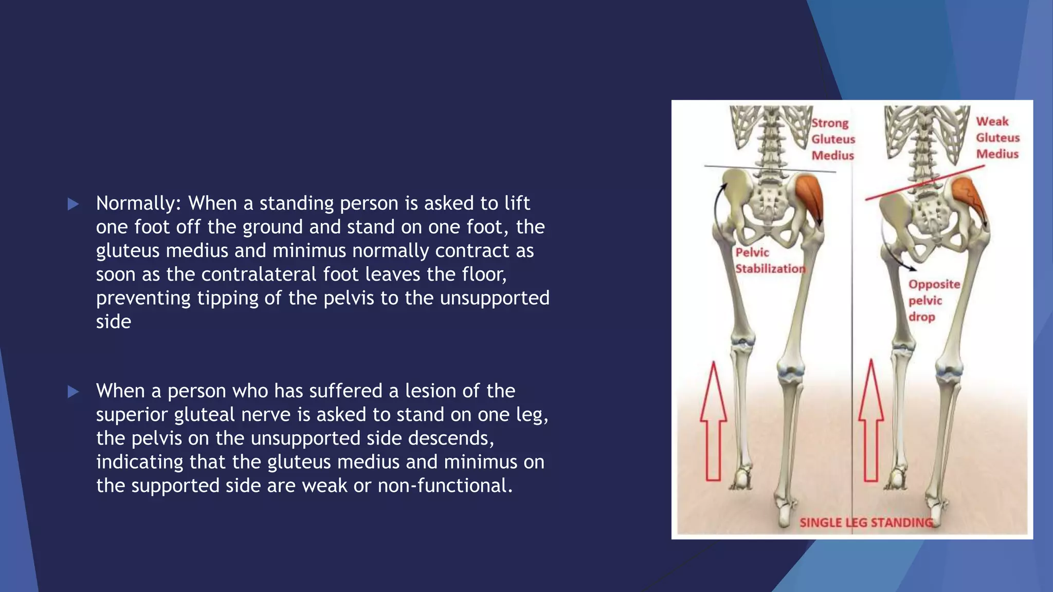 LOWER LIMB GLUTEAL REGION.pptx