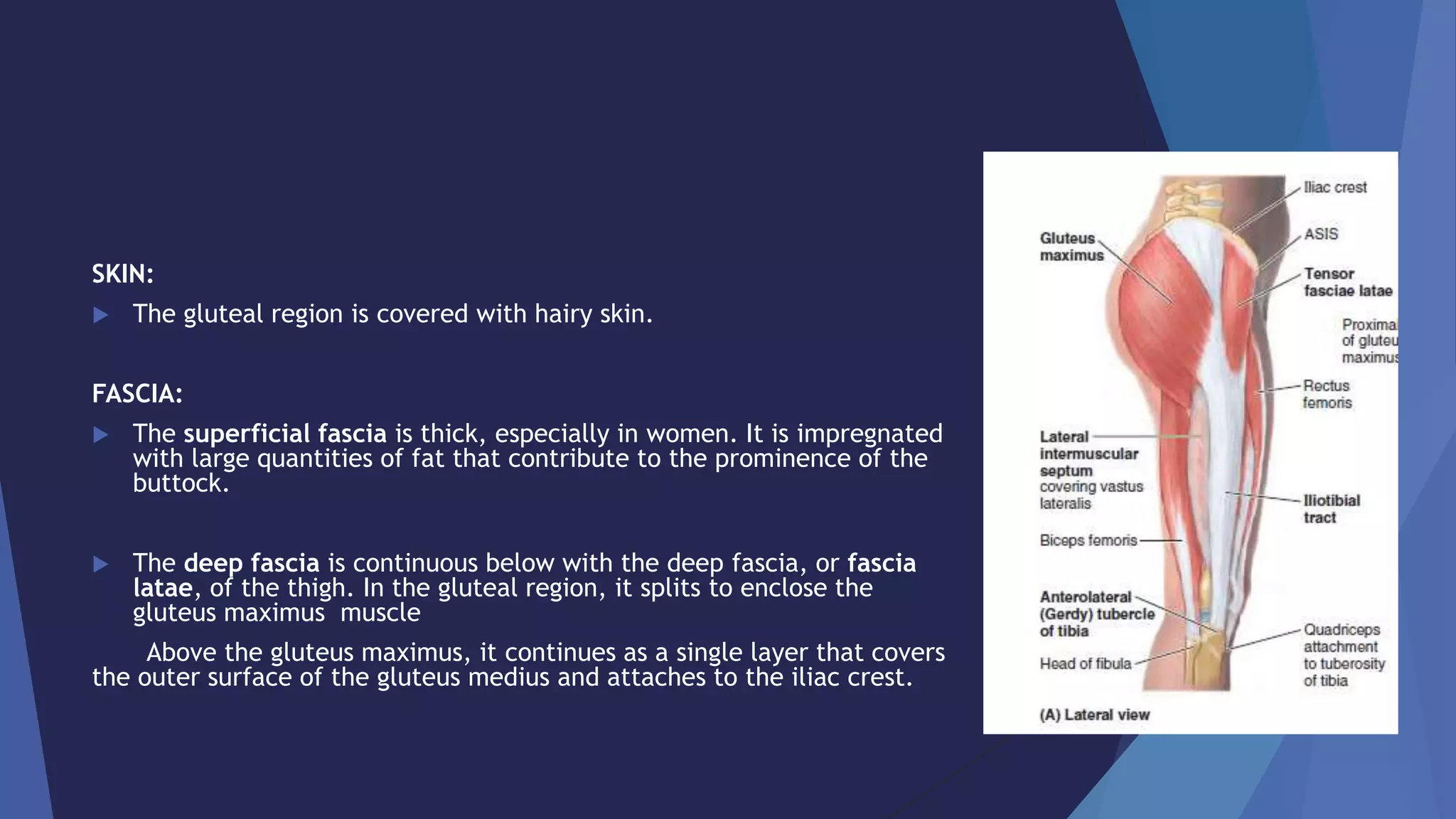 LOWER LIMB GLUTEAL REGION.pptx