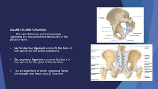 LOWER LIMB GLUTEAL REGION.pptx