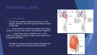 LOWER LIMB GLUTEAL REGION.pptx