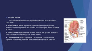 LOWER LIMB GLUTEAL REGION.pptx