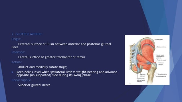 LOWER LIMB GLUTEAL REGION.pptx