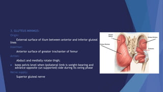 LOWER LIMB GLUTEAL REGION.pptx