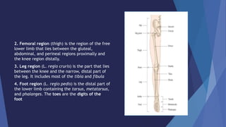 LOWER LIMB GLUTEAL REGION.pptx | Death, Injury, or Military Conflict ...