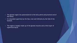 LOWER LIMB GLUTEAL REGION.pptx