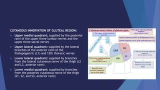 LOWER LIMB GLUTEAL REGION.pptx