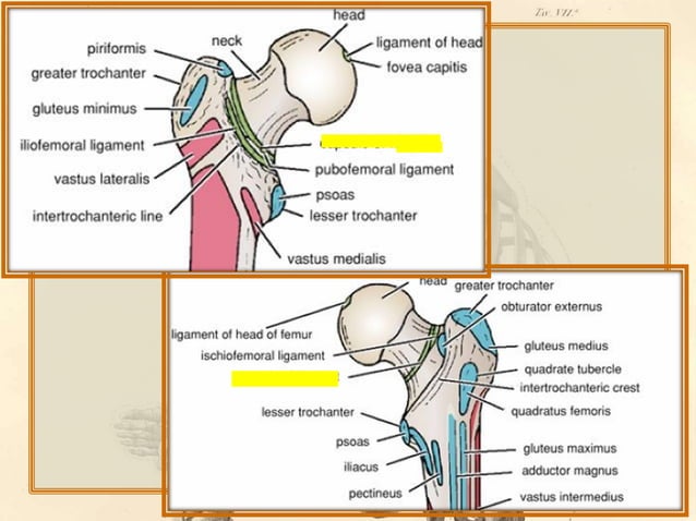 Lower limb joints | PPT
